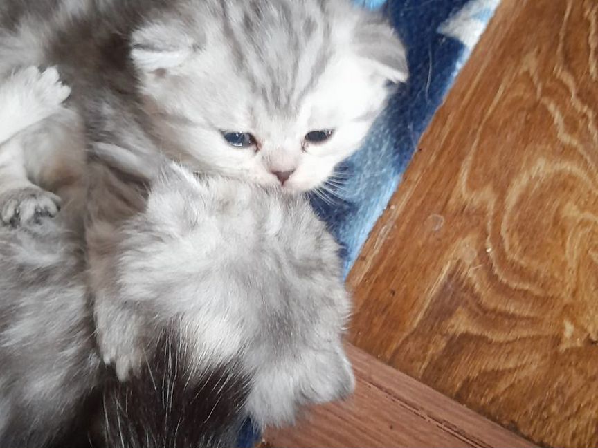 Мы родились Пушистая радость