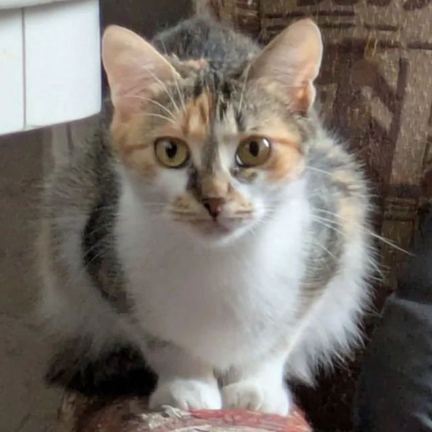 Взрослая, кошка в добрые руки