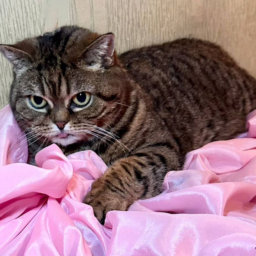 Британская короткошёрстная, взрослая кошка