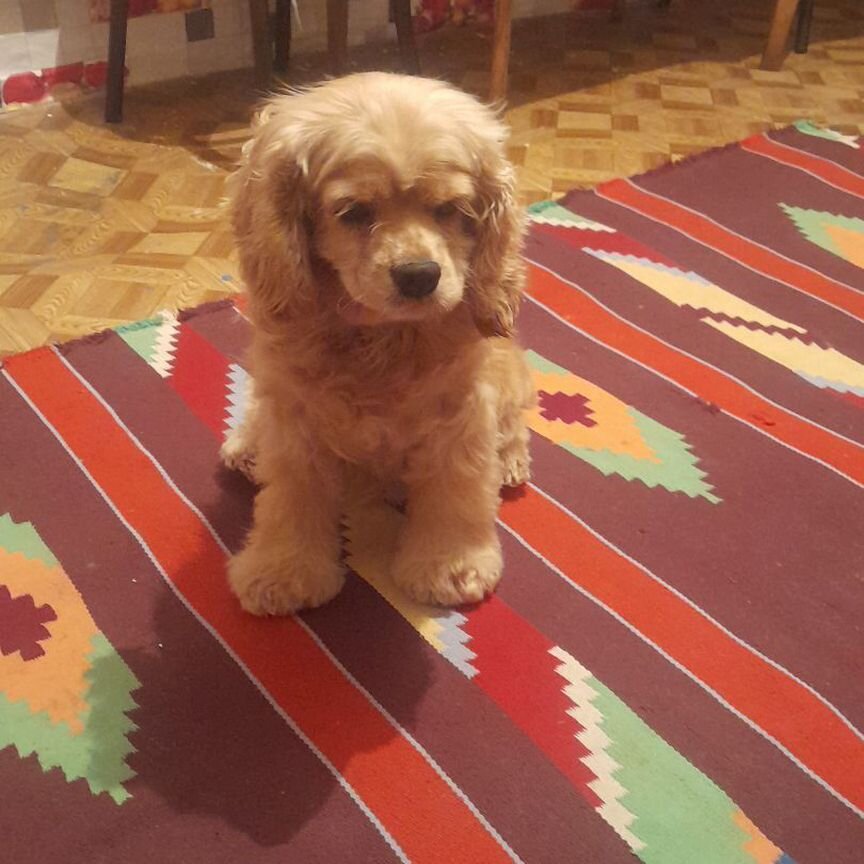 Домашние животные