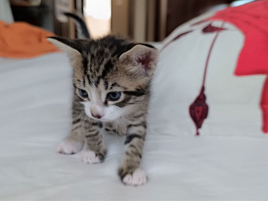 Котята шанхайские барсы