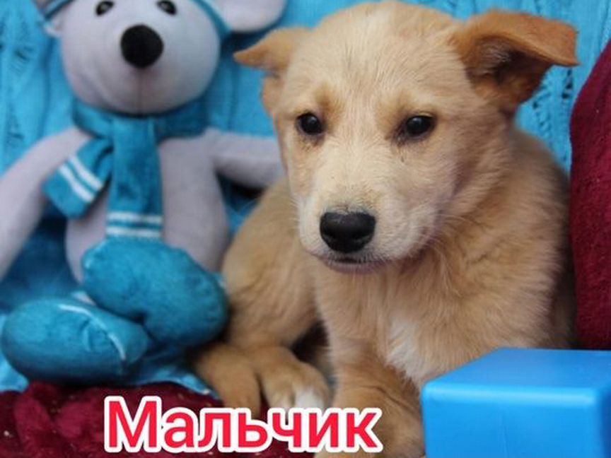 Щенок Жорик в хорошую семью бесплатно