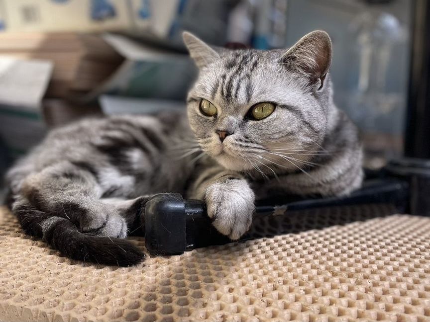 Британская кошка