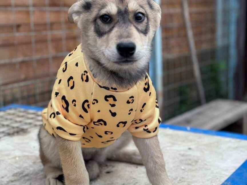 Собака в добрые руки отдам бесплатно