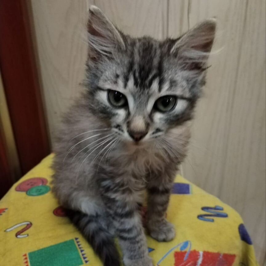 Отдам бесплатно