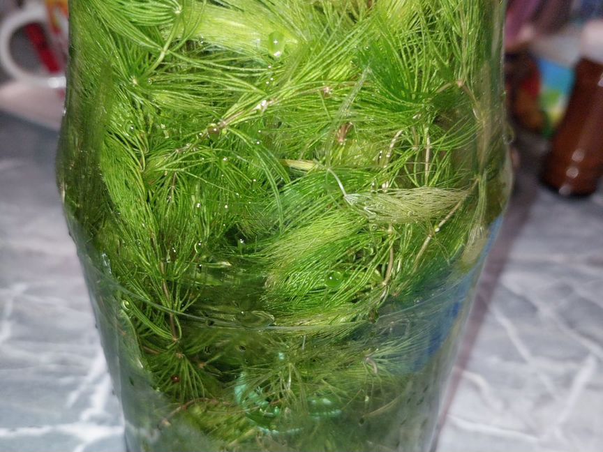 Растения, улитки для аквариума, прополка
