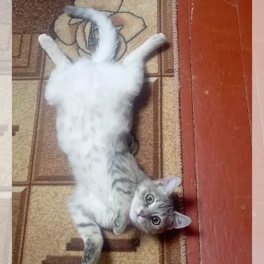 Взрослая, кошка в добрые руки