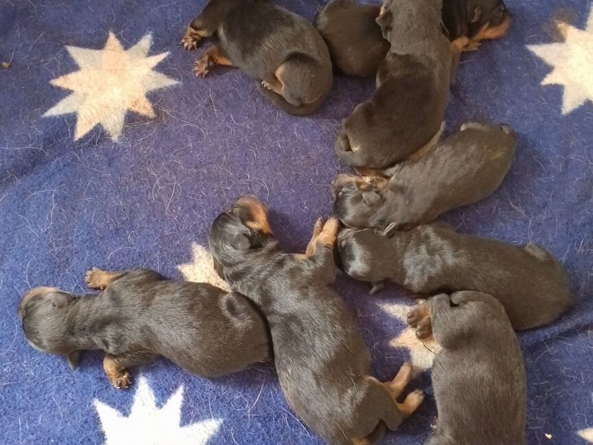 Щенки ротвейлера продажа