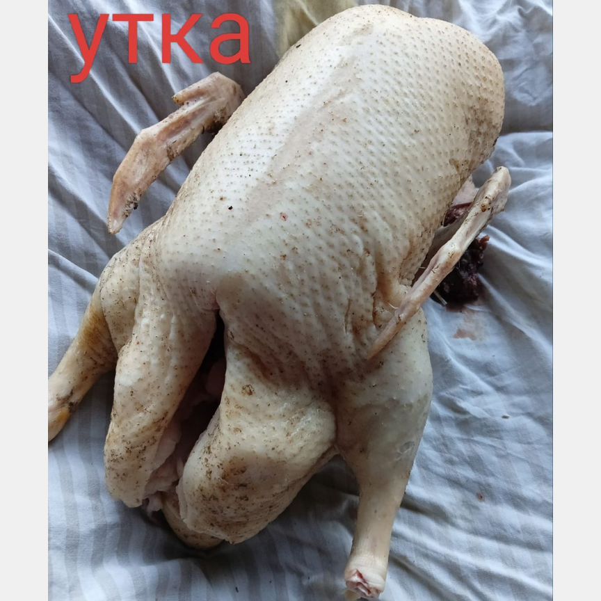 Домашнее мясо гусей и уток