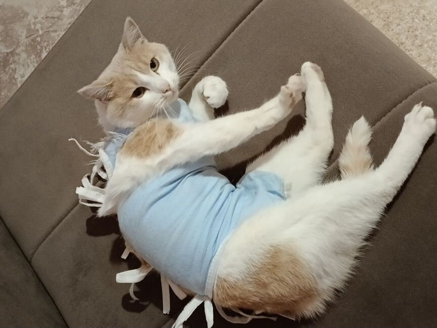 Кот в добрые руки
