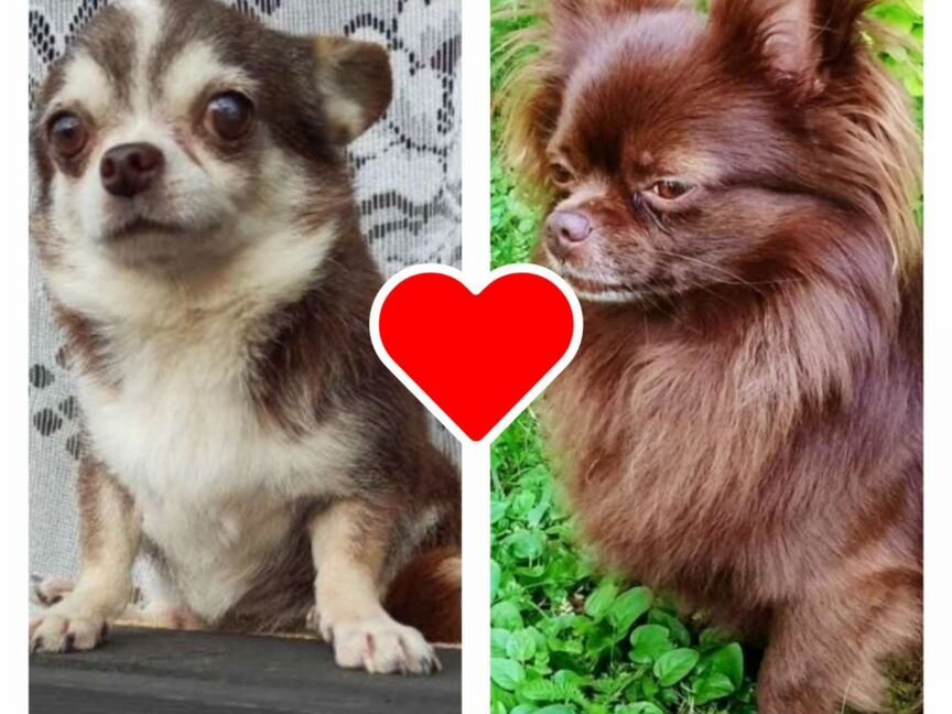 Чихуахуа щенки бронь