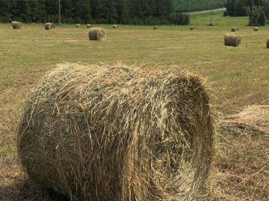 Сено отличное 2022 года