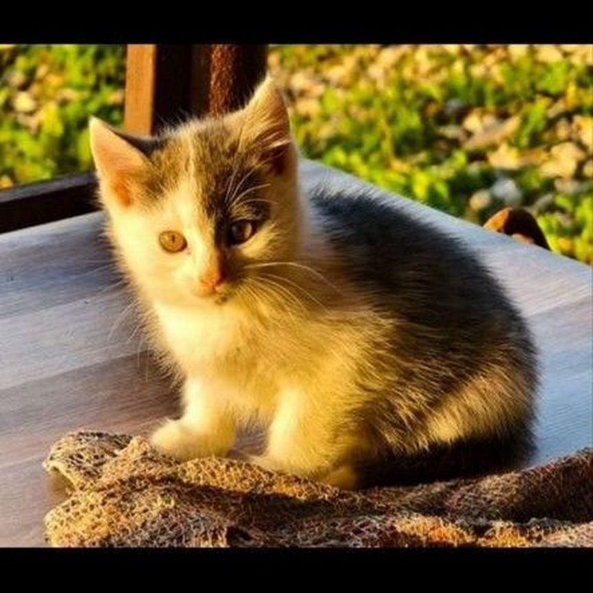 Отдам бесплатно котенка