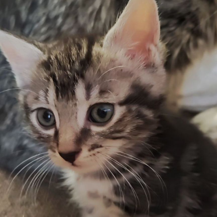 Курильский бобтейл