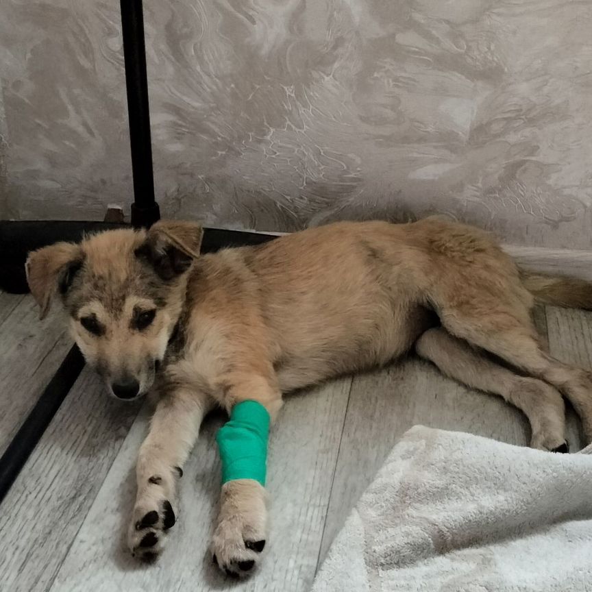 Щенок в добрые руки