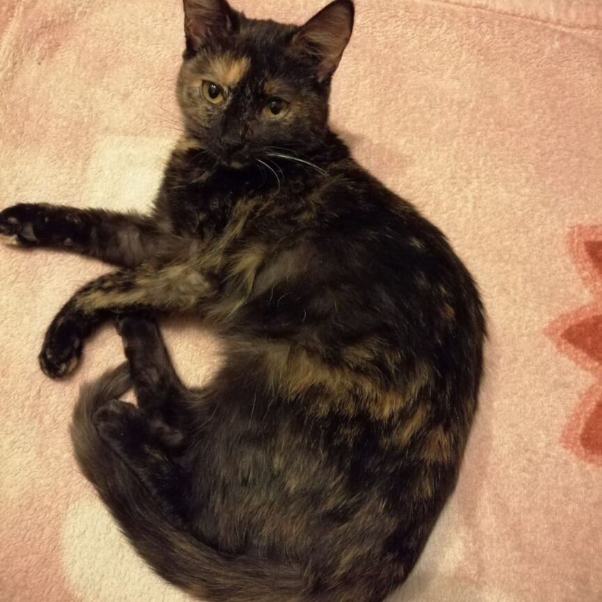 Кошка Гера