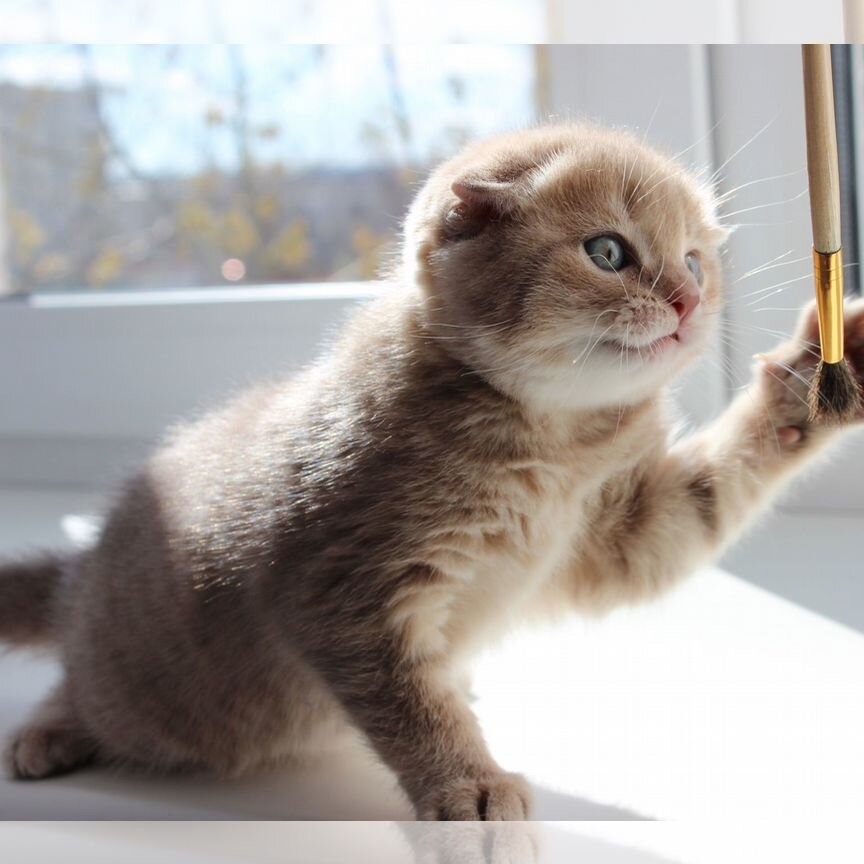 Шотландский вислоухий короткошёрстный котёнок