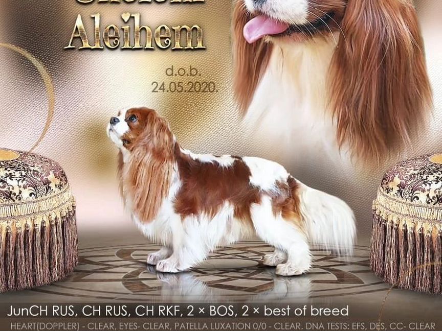 Кавалер кинг чарльз спаниель разные окрасы