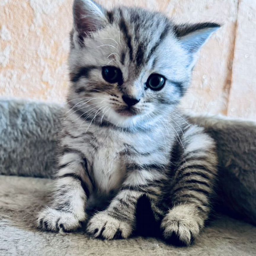 Шотланский котенок девочка