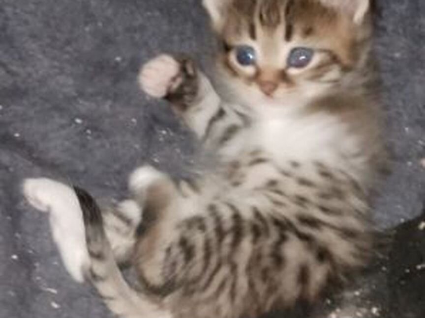 Кошки в добрые руки бесплатно