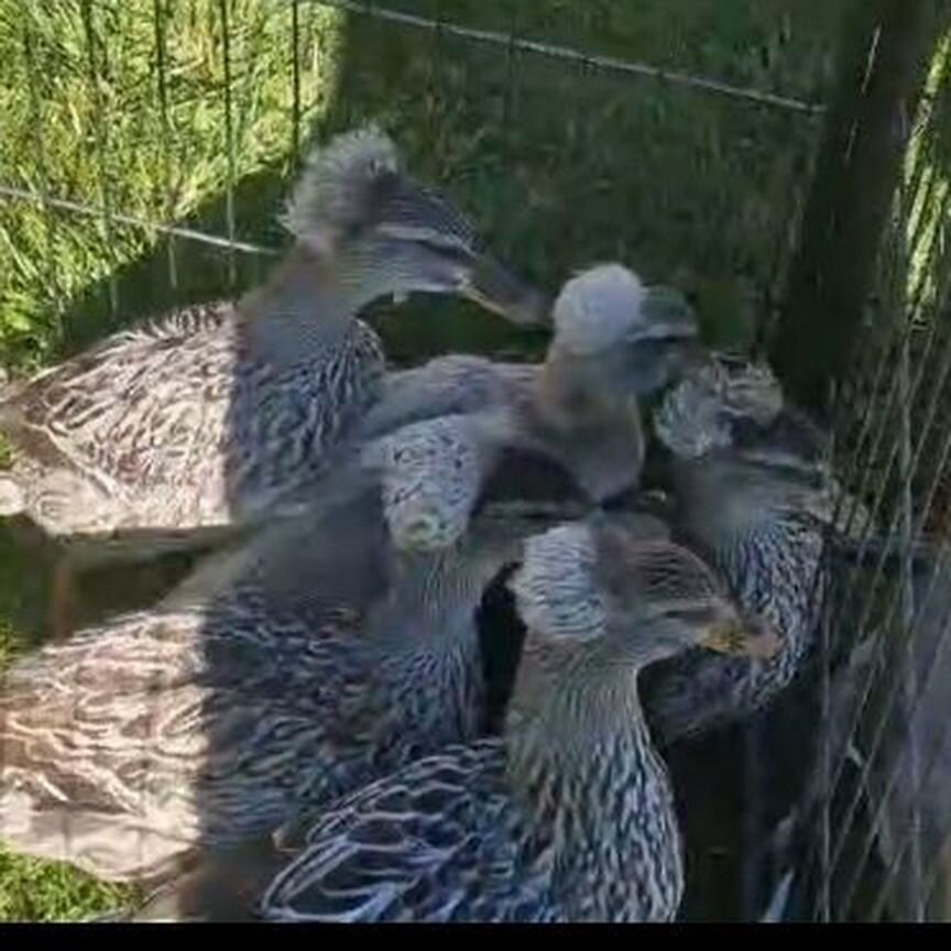 Продаются хохлатые утки