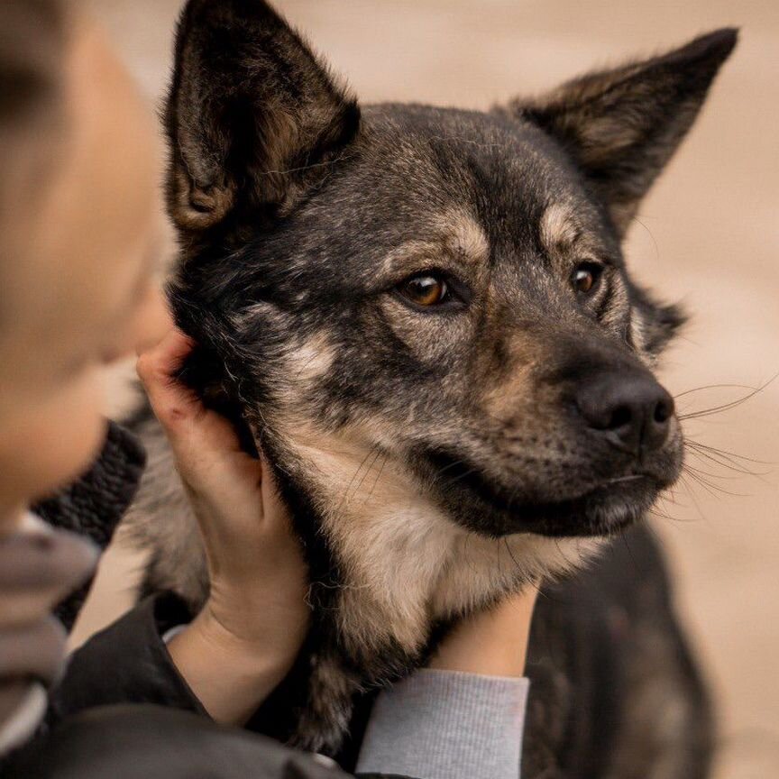 Взрослый пёс в добрые руки