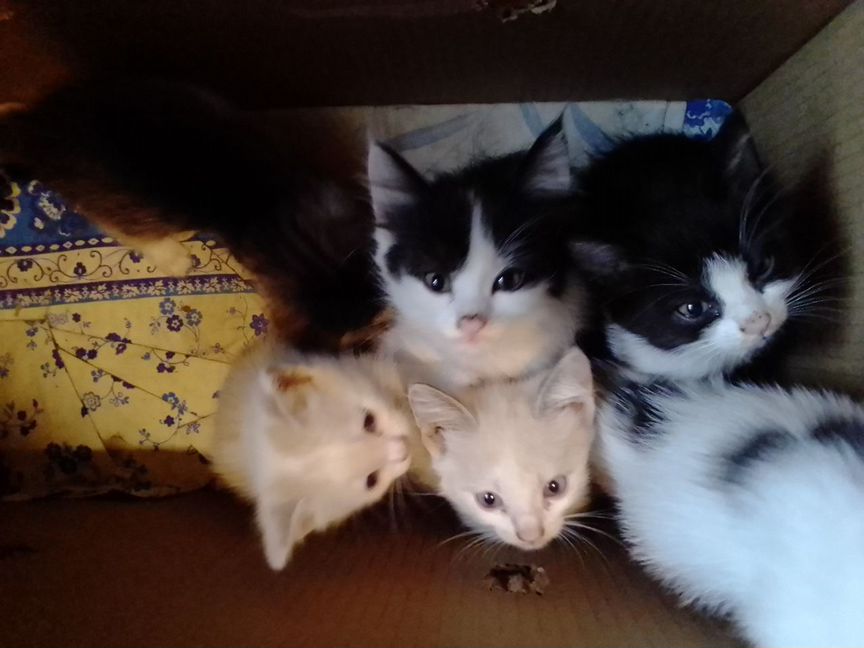 Котята в добрые руки 1 месяц