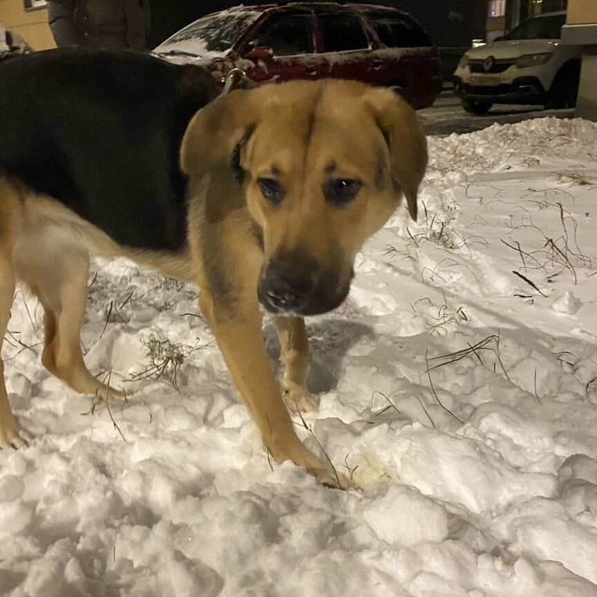 Большая собака