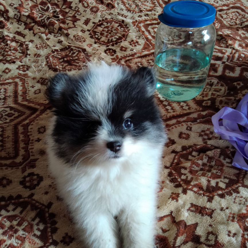 Щенки шпица