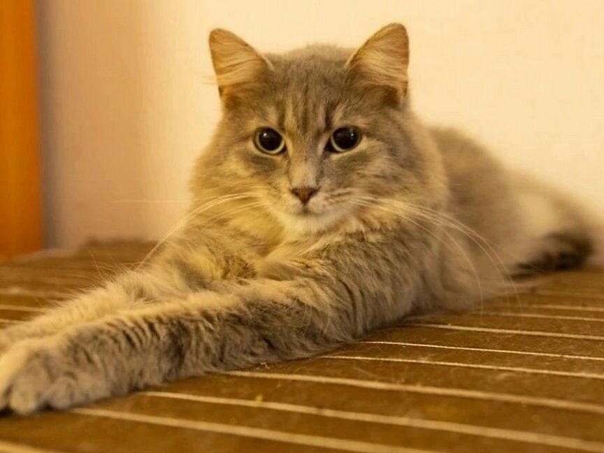Кошечке из приюта нужен дом
