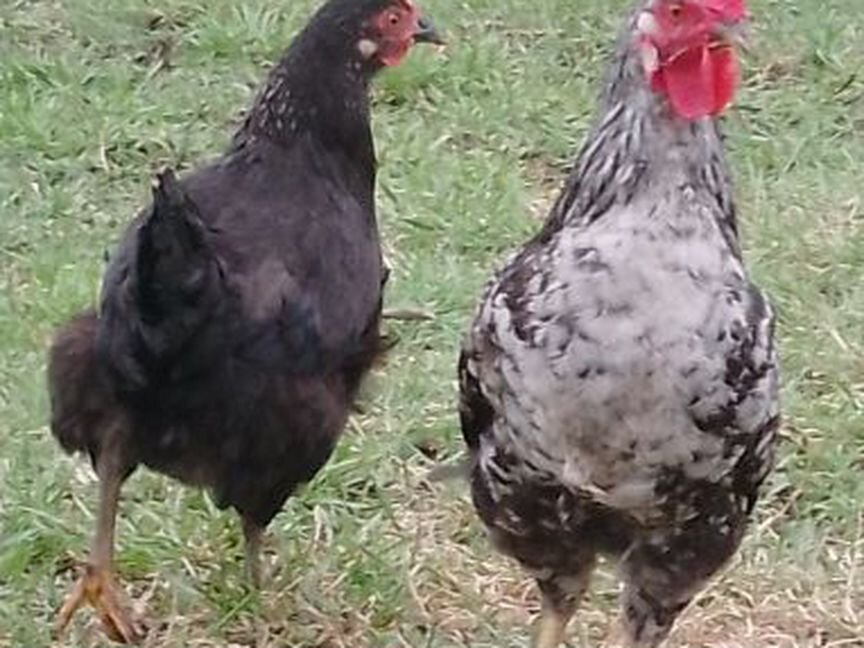 Инкубационное яйцо