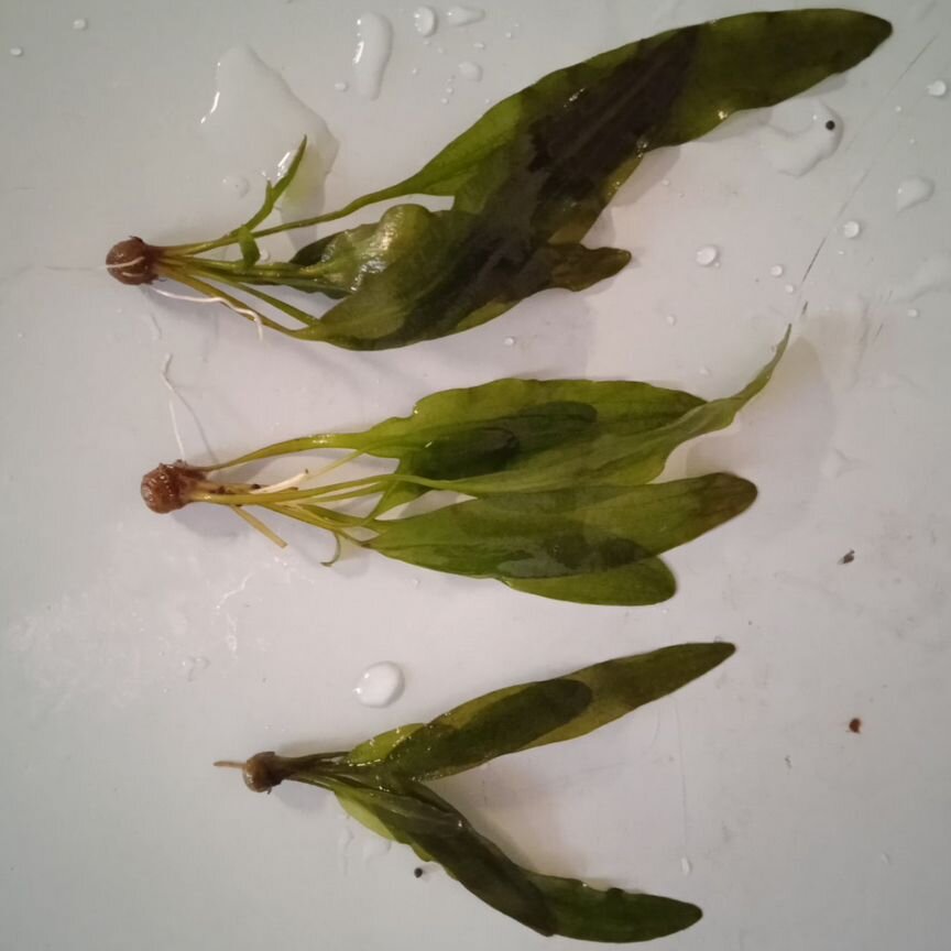 Аквариумное растение апоногетон живородящий