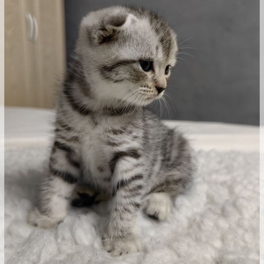 Шотландский вислоухий короткошёрстный котёнок