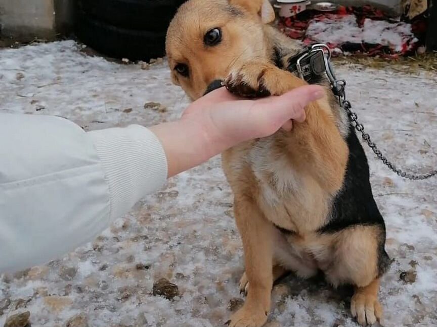 Щенок в добрые руки