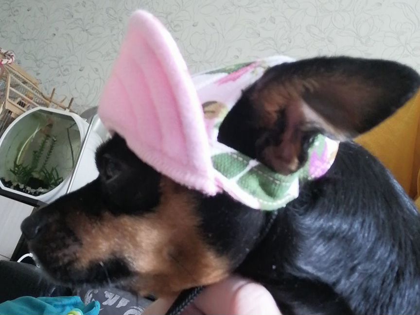 Товары для собак