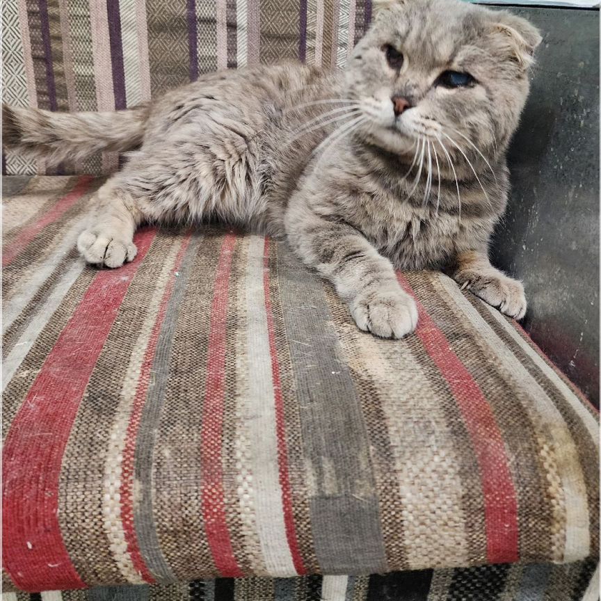 Шотландский вислоухий короткошёрстный кот, взрослый