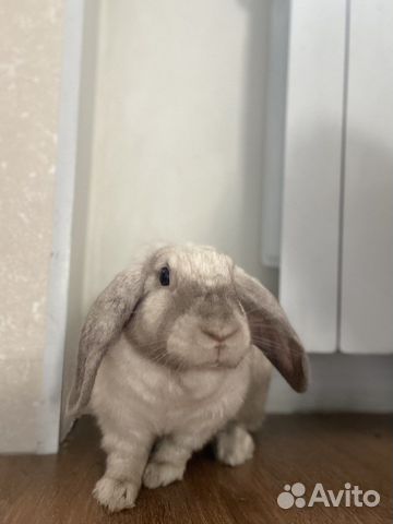 Декоративный кролик