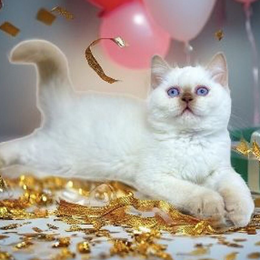 Британский короткошёрстный котёнок