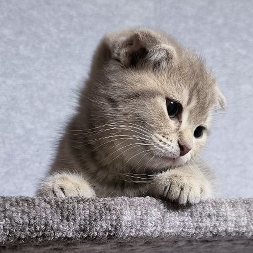 Шотландский вислоухий короткошёрстный котёнок