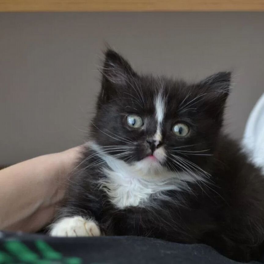 Котенок в самые добрые ручки