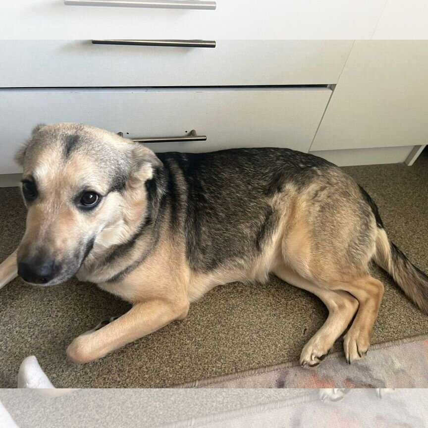 Восточноевропейская овчарка, взрослая собака