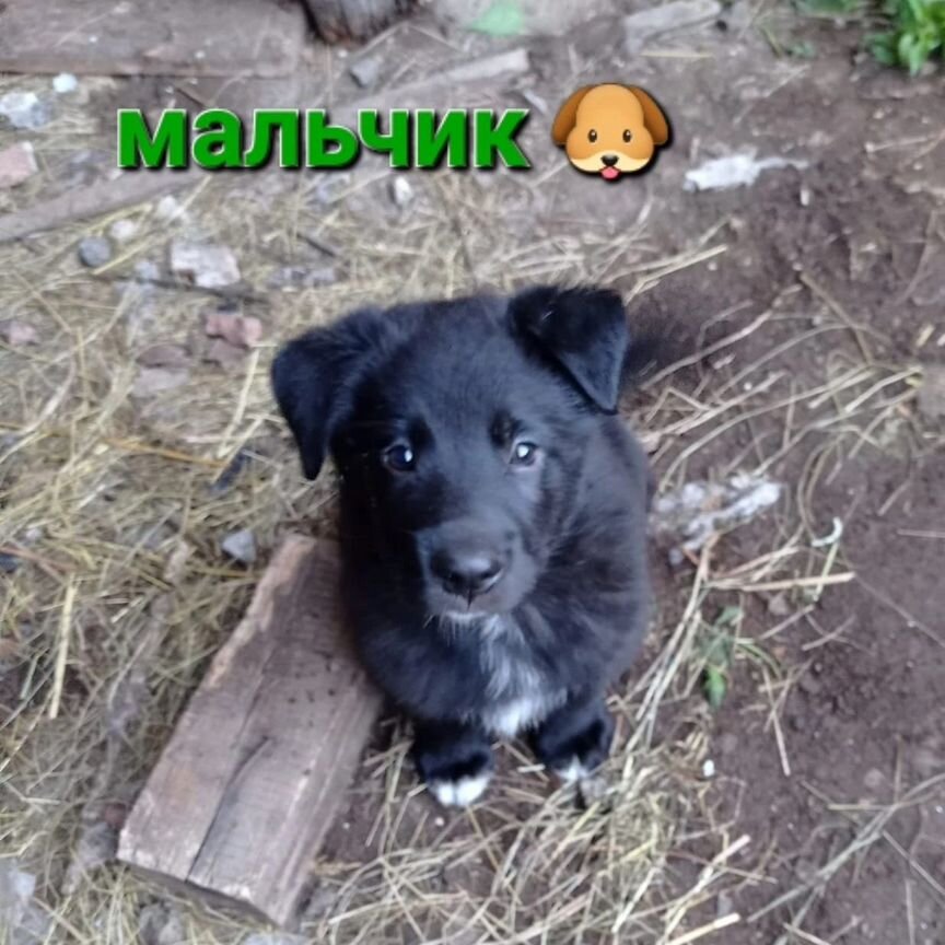 Отдам щенка в добрые руки