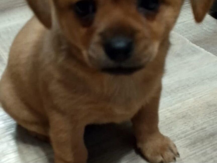 Щенки чихуахуа девочка и два мальчика