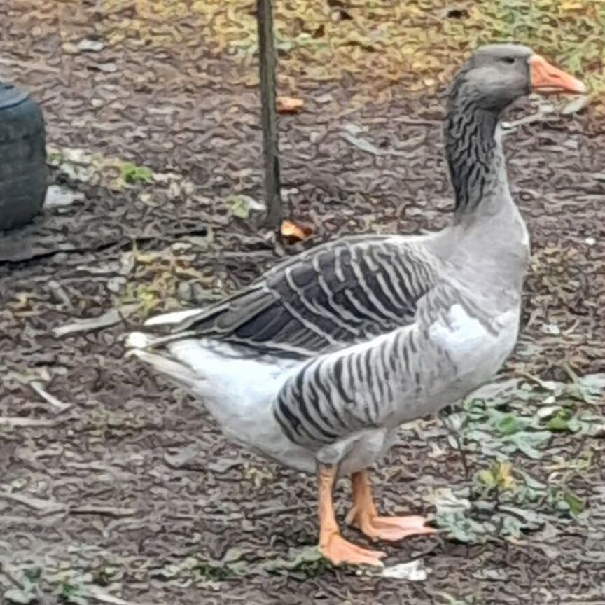 Гусыня на племя