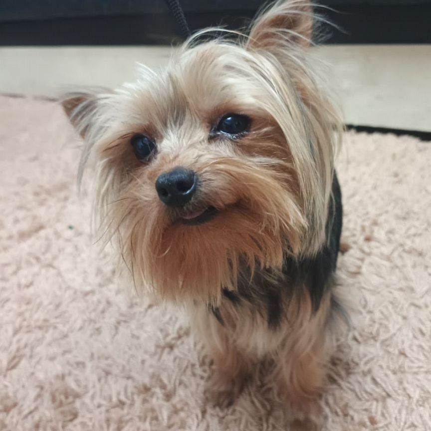 Йоркширский терьер, взрослый пёс