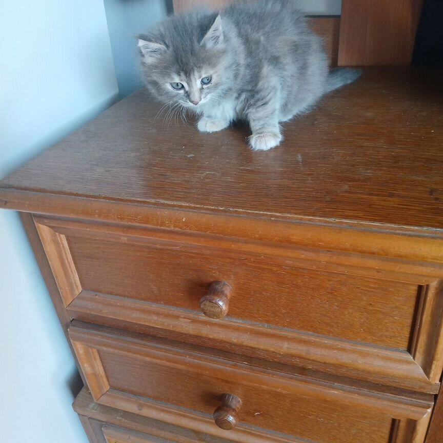 Домашние животные кошки