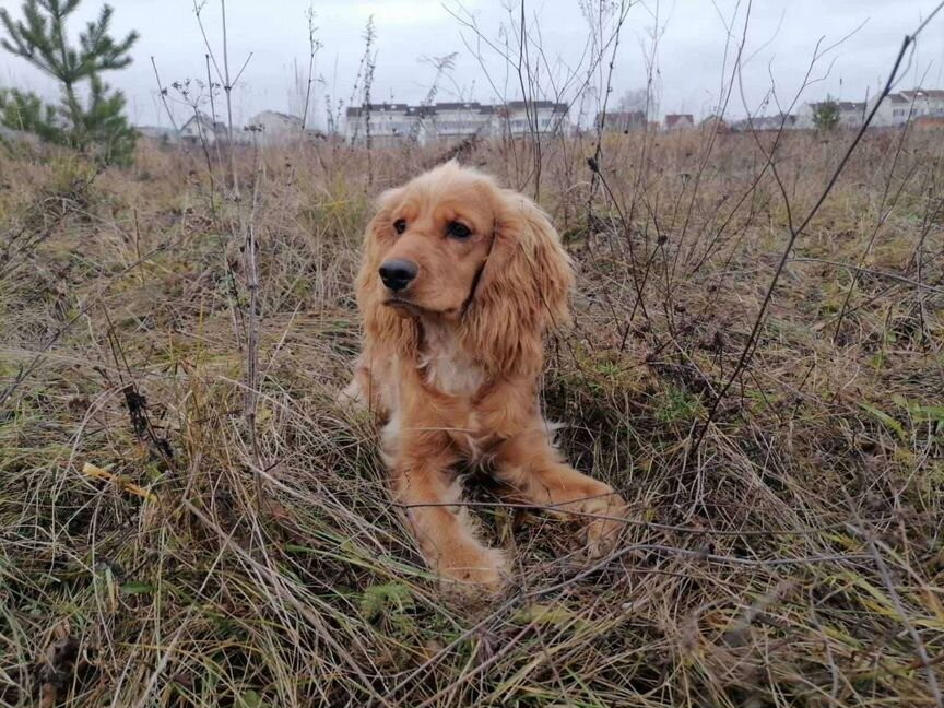 Кокер спаниель