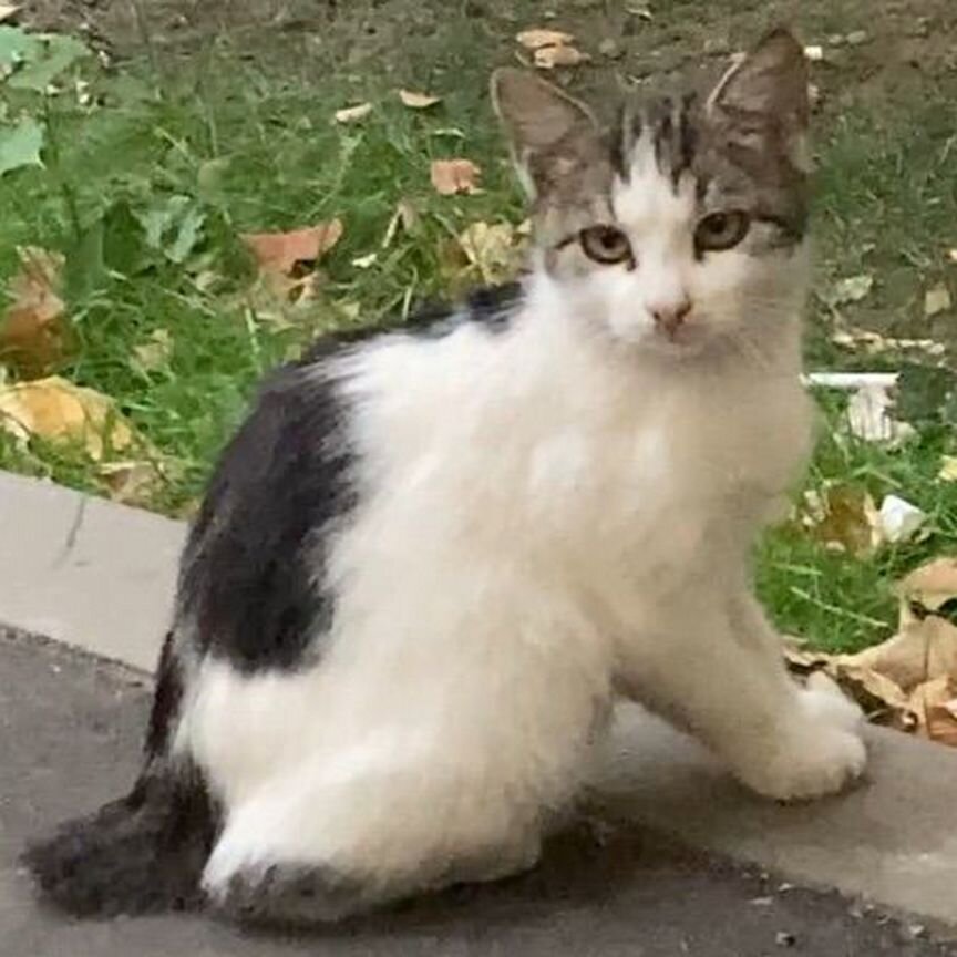 Котенок без хвостика