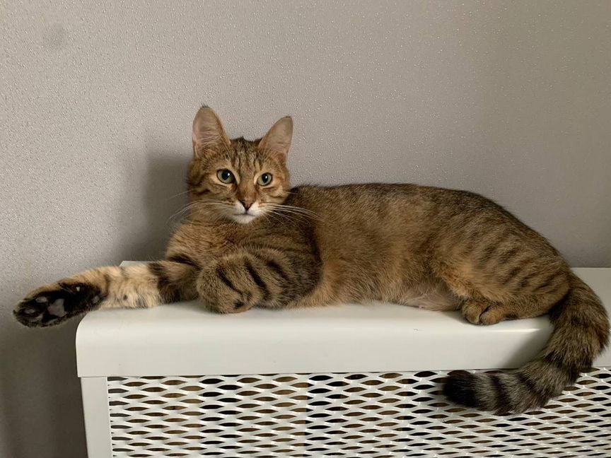 Кошечка Лиза ищет семью