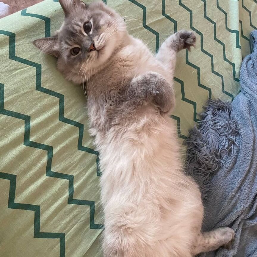 Коты в добрые руки